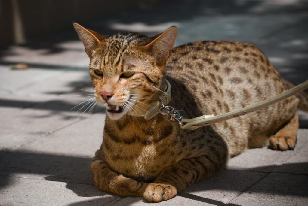 5 Kucing Ini Lebih Mahal dari Smartphone! Jenis Apa Saja ya ...