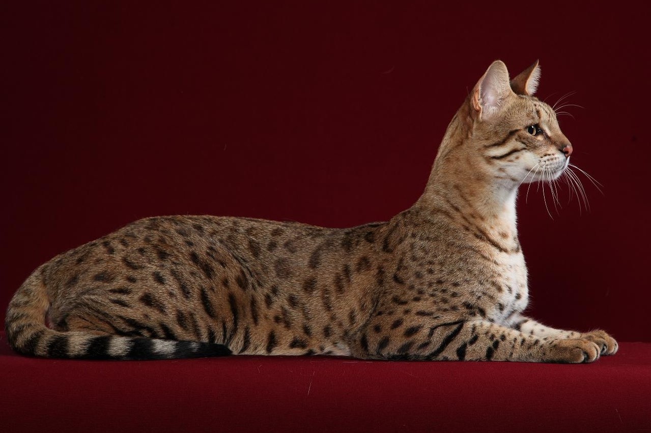 5 Kucing Ini Lebih Mahal dari Smartphone! Jenis Apa Saja ya ...