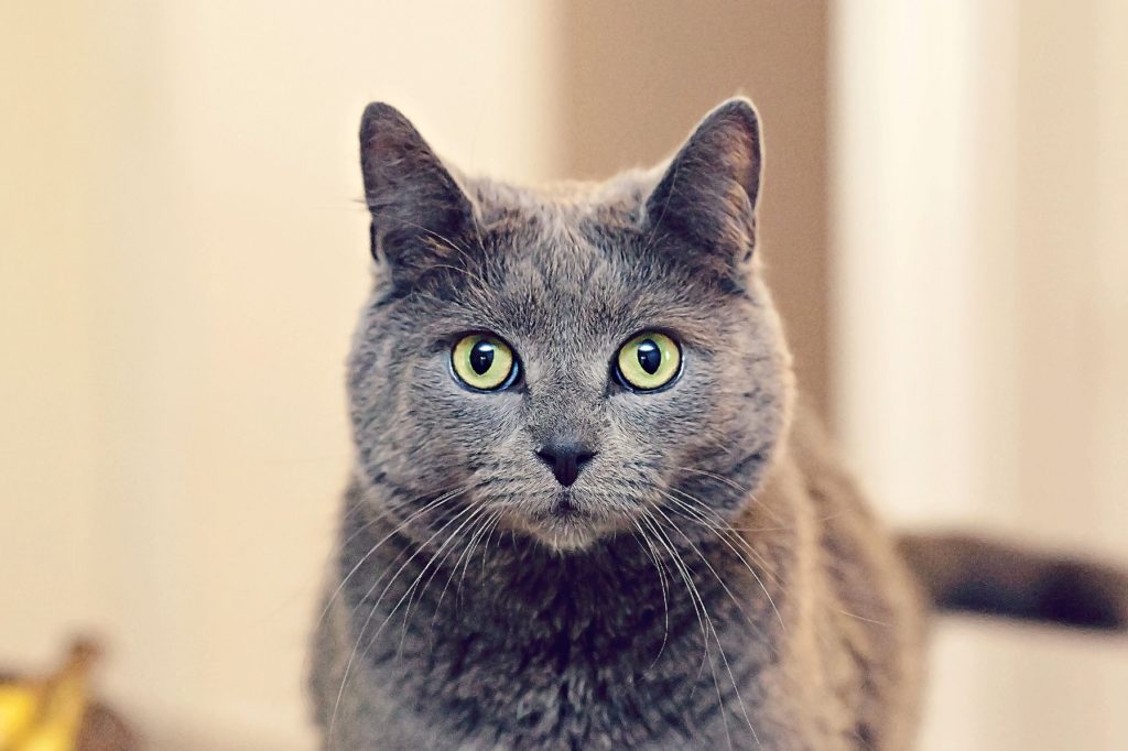 5 Kucing Ini Lebih Mahal dari Smartphone! Jenis Apa Saja ya ...