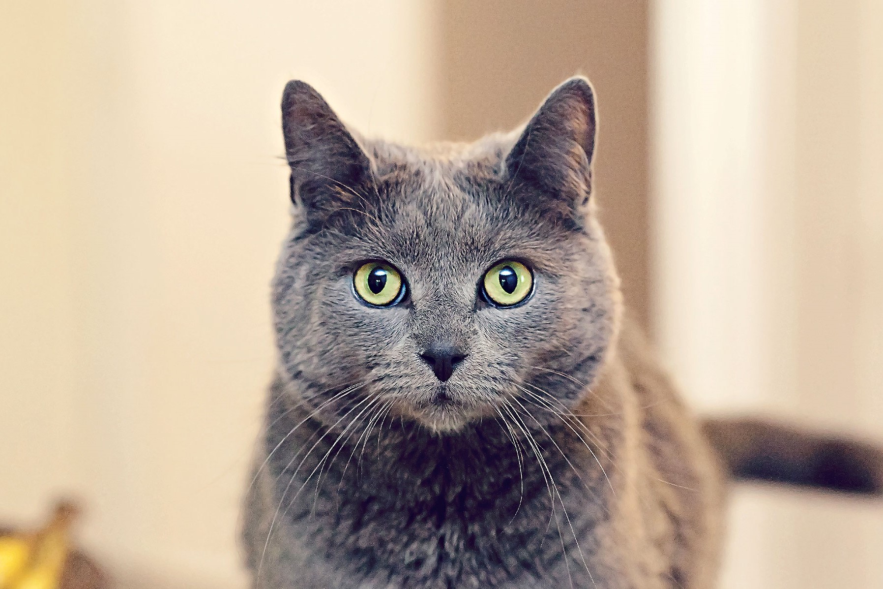 5 Kucing Ini Lebih Mahal dari Smartphone! Jenis Apa Saja ya ...