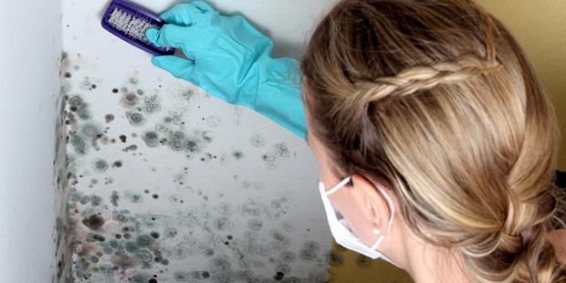 Dinding Rumah Jamuran? Begini Cara Membersihkannya - Inspirasi Shopee