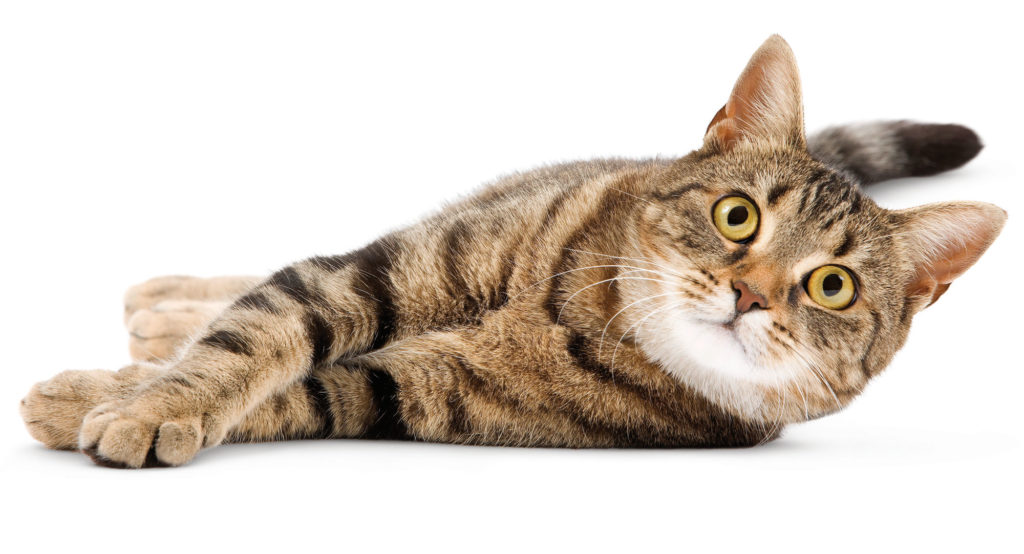 5 Fakta Menarik tentang Kucing yang Mungkin Selama Ini Belum Kamu ...