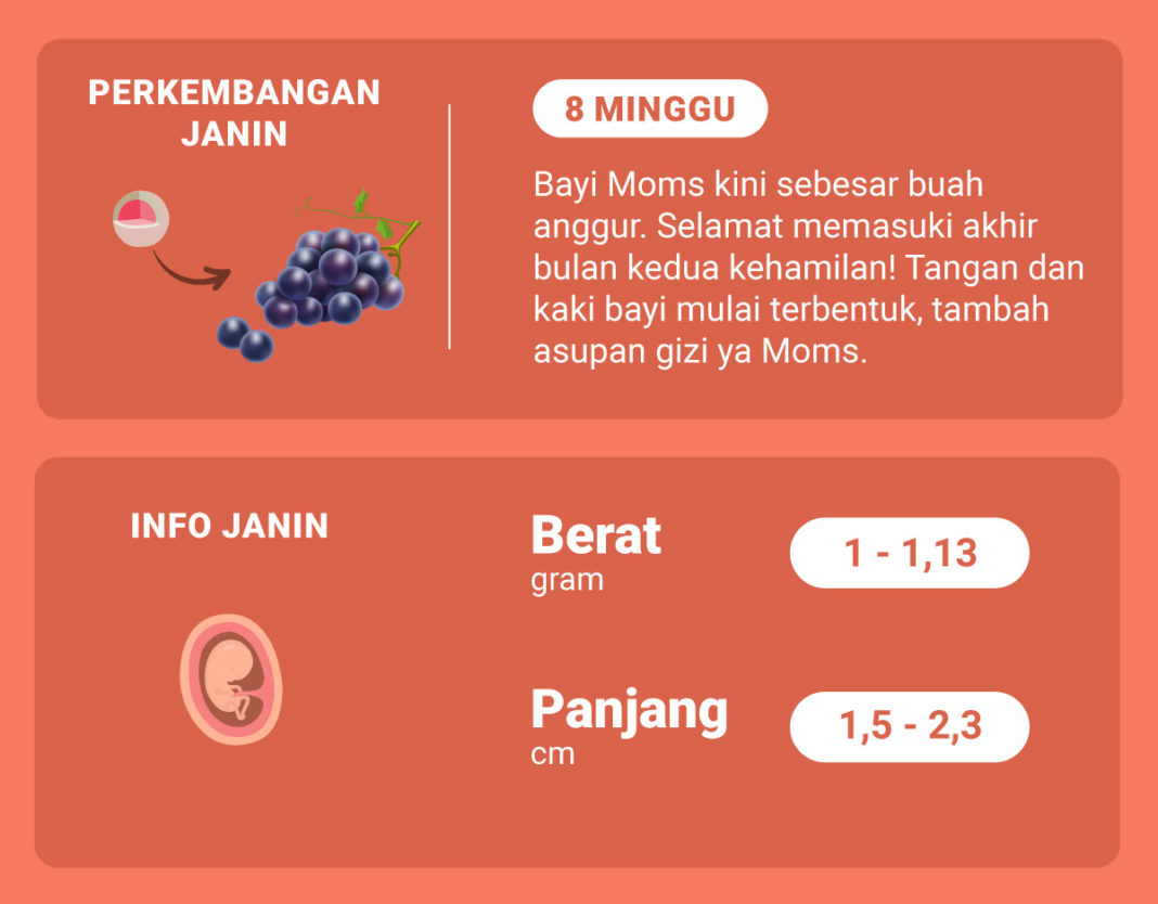 Sudah Memasuki Minggu Ke-8 Kehamilan, Bagaimana Perkembangan Janin Moms ...