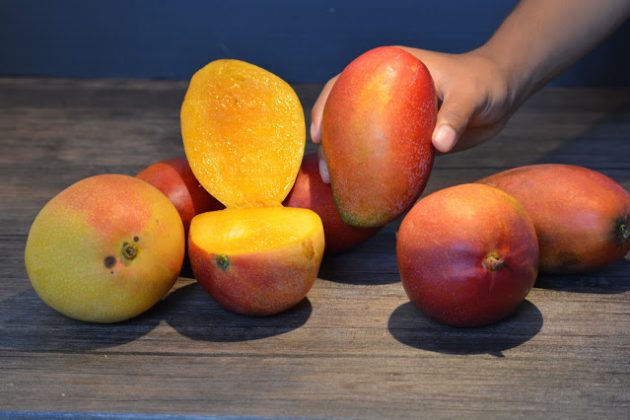 11 Jenis Mangga yang Populer di Indonesia, Suguhkan Rasa yang Lezat