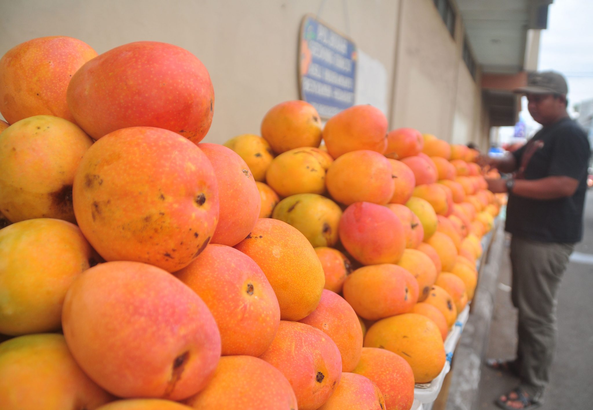 11 Jenis Mangga yang Populer di Indonesia, Suguhkan Rasa yang Lezat