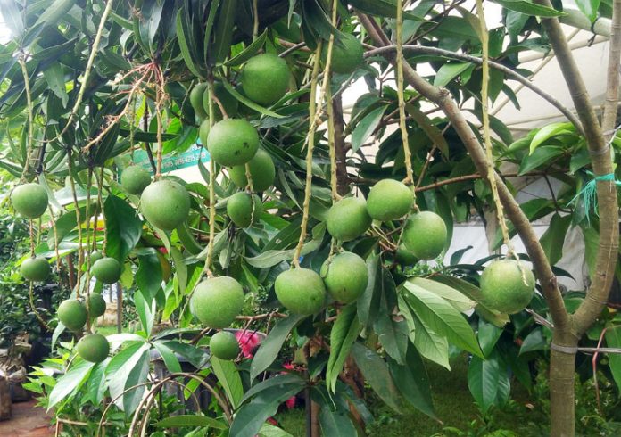 11 Jenis Mangga yang Populer di Indonesia, Suguhkan Rasa yang Lezat