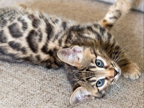 Mengenal Kucing Bengal: Karakteristik, Cara Merawat, dan Harga ...